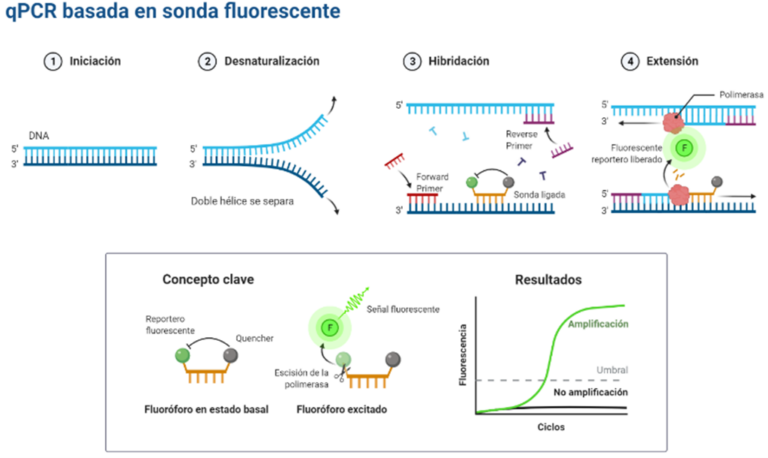 INTRODUCCIÓN A LA TÉCNICA DE qPCR - Labbox España