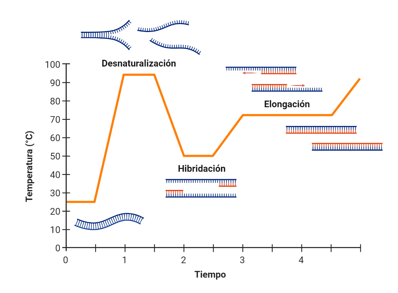 LA TÉCNICA DE LA PCR (INTRODUCCIÓN Y PRINCIPIOS BÁSICOS) - Labbox España