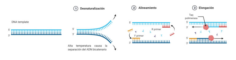 LA TÉCNICA DE LA PCR (INTRODUCCIÓN Y PRINCIPIOS BÁSICOS) - Labbox España